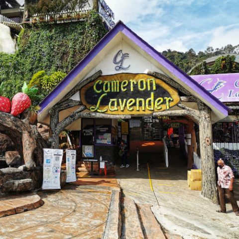 Four best Cameron highlands attractions to visit on a day trip