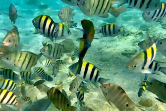 Top 7 things to do in Perhentian Islands (best attractions)