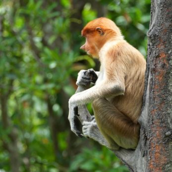 Labuk Bay Proboscis Monkey Sanctuary (amazing photos)