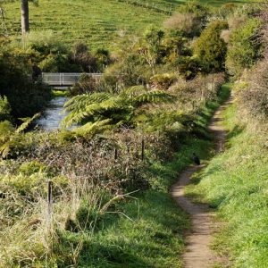 Blue Spring Putaruru and Te Waihou Walkway New Zealand