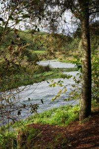 Blue Spring Putaruru and Te Waihou Walkway New Zealand