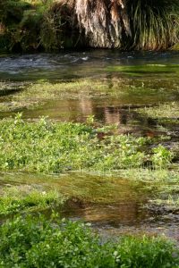 Blue Spring Putaruru and Te Waihou Walkway New Zealand