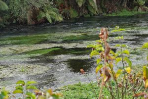 Blue Spring Putaruru and Te Waihou Walkway New Zealand