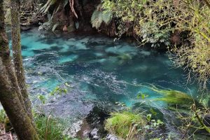 Blue Spring Putaruru and Te Waihou Walkway New Zealand
