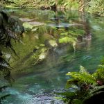 Blue Spring Putaruru and Te Waihou Walkway New Zealand