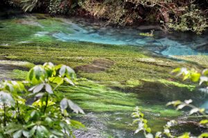 Blue Spring Putaruru and Te Waihou Walkway New Zealand