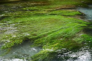 Blue Spring Putaruru and Te Waihou Walkway New Zealand