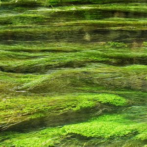 Blue Spring Putaruru and Te Waihou Walkway New Zealand