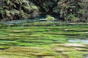Blue Spring Putaruru and Te Waihou Walkway New Zealand