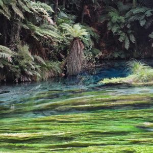 Blue Spring Putaruru and Te Waihou Walkway New Zealand