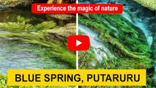 Blue Spring Putaruru and Te Waihou Walkway New Zealand