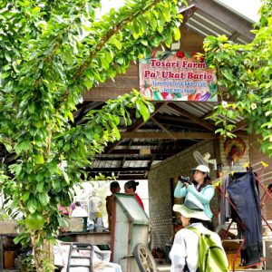 Bario- best things to do at Kelabit Highlands, Sarawak