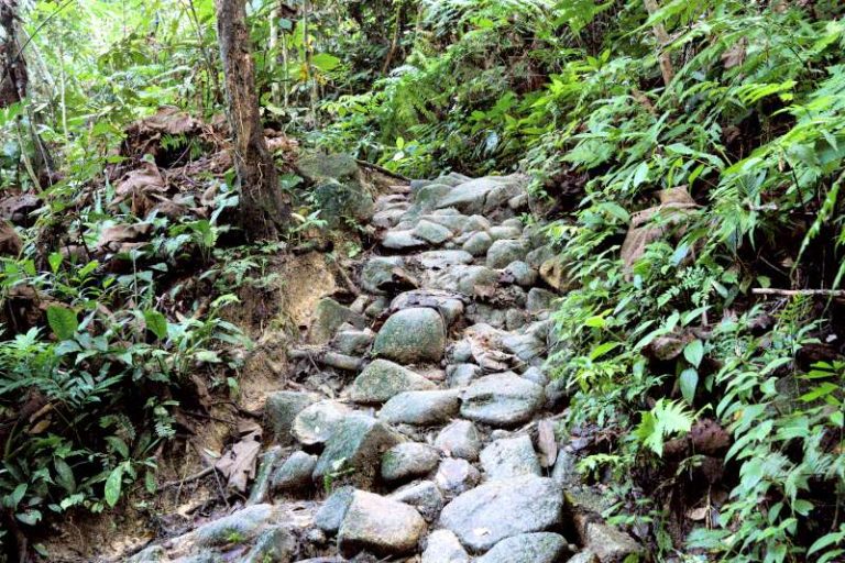 Bukit Kiara Trails in Kuala Lumpur- Detailed hiking guide