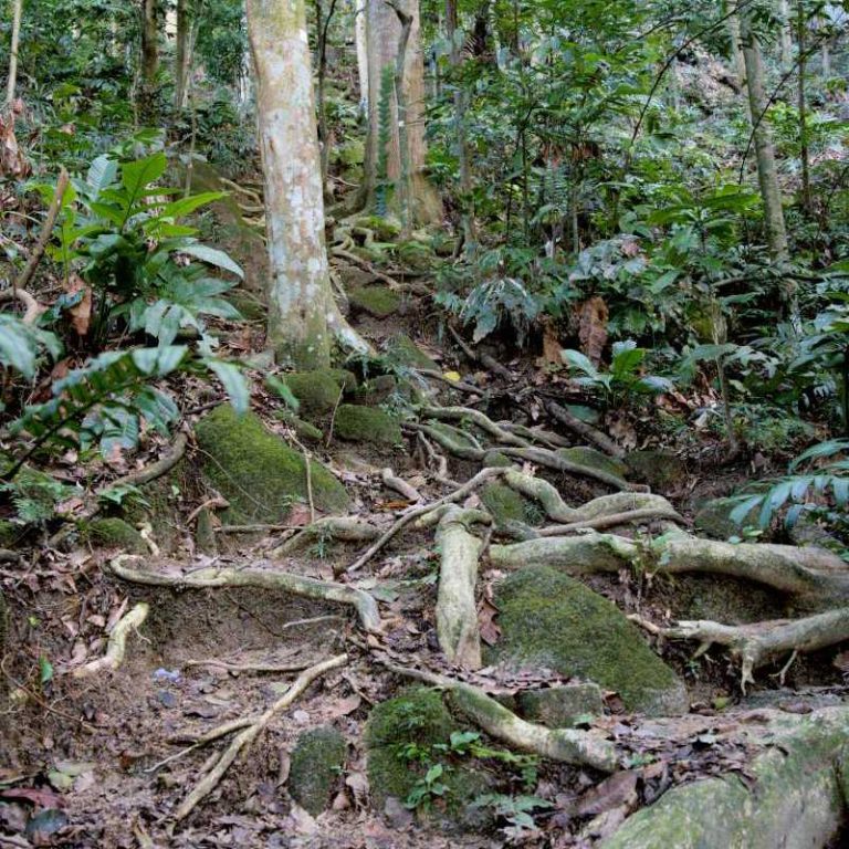 Bukit Kiara Trails in Kuala Lumpur- Detailed hiking guide